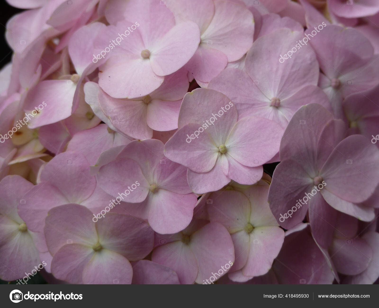 Mesmerizing Shot Beautiful Hydrangea Flowers — Stock Photo © Wirestock ...