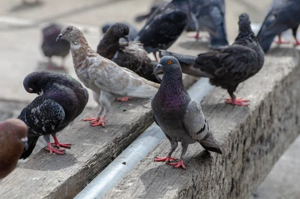 Hermosas palomas fotos de stock, imágenes de Hermosas palomas sin ...