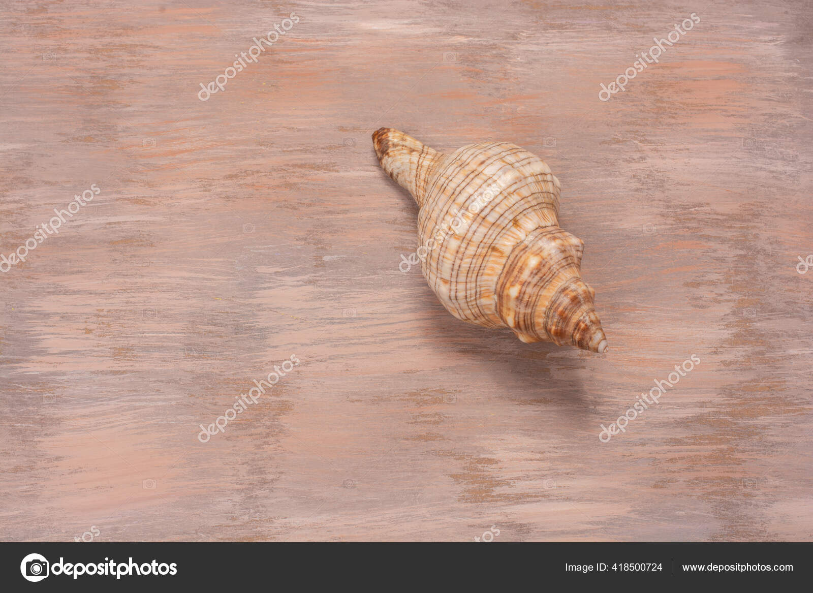 High Angle Shot Seashell Wooden Surface — Stock Photo © Wirestock ...
