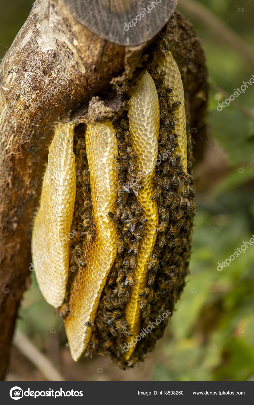 Colony Wild Apis Mellifera Carnica Western Honey Bees Branch Hive ...