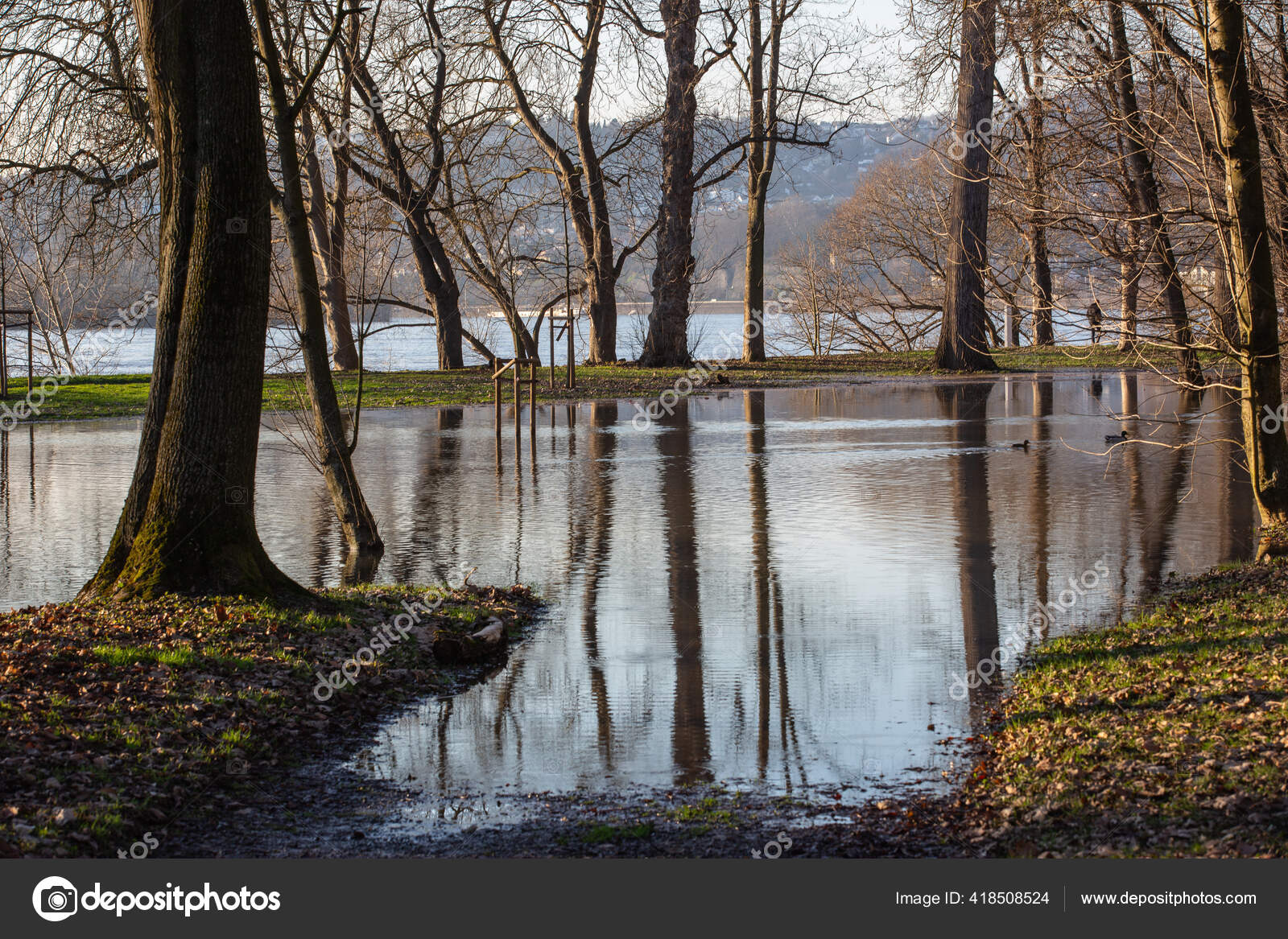 Flooded Park High Tide River Rhine Background Reflections Trees Water ...
