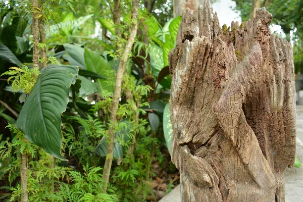 Wild yam roots Stock Photos, Royalty Free Wild yam roots Images ...