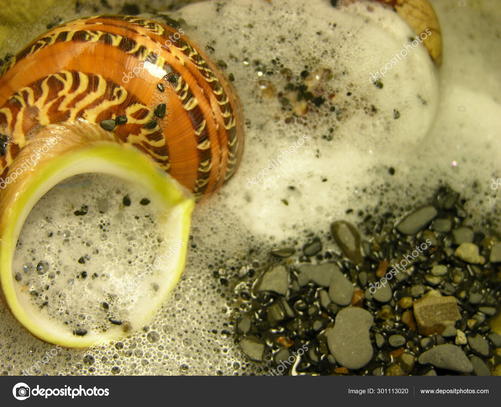 Shell Sea Foam Pebbles Bubbles Highlights Close Shooting Shallow Focus ...