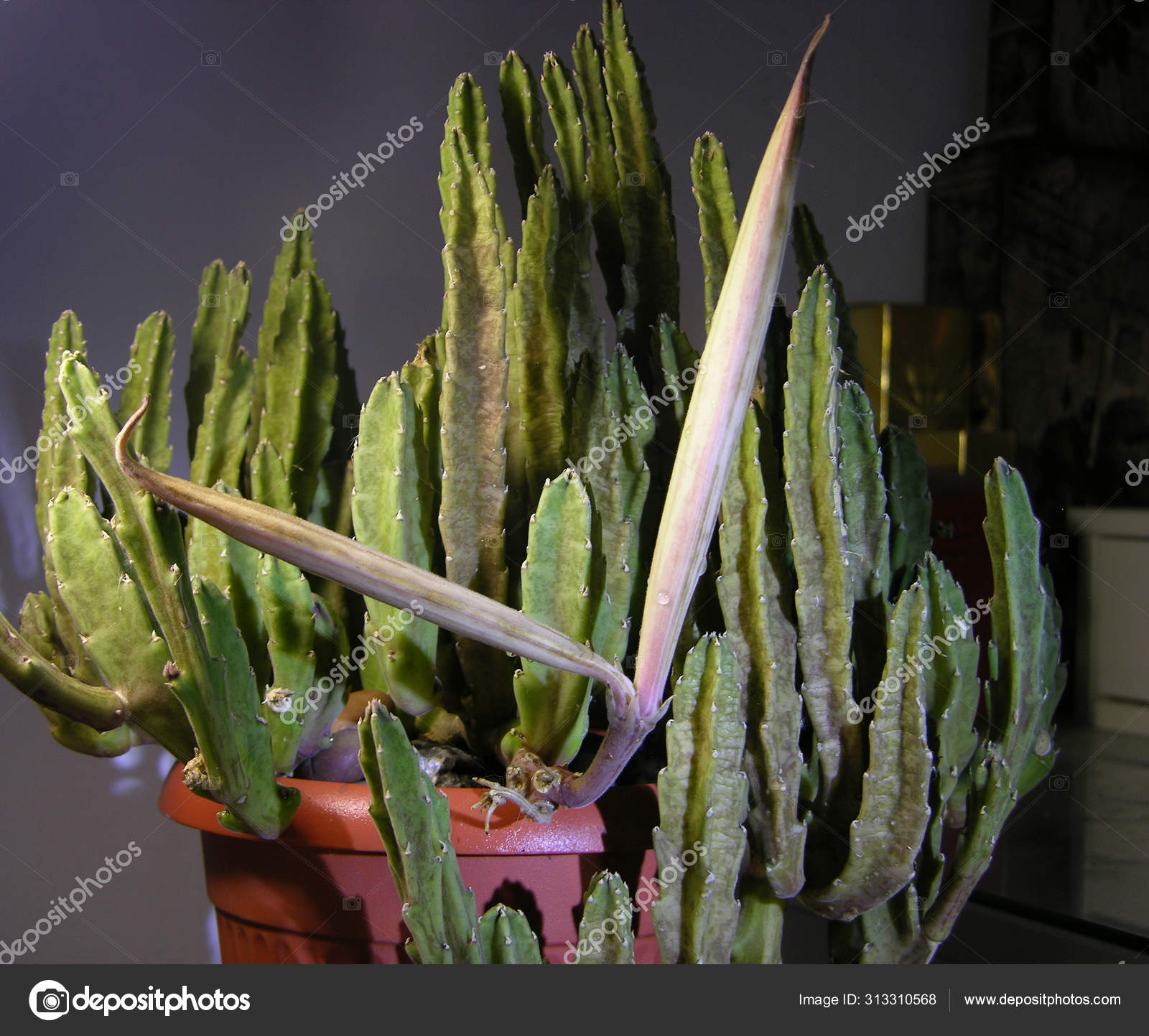 Old Succulent Plant Stapelia Seed Pods General Plan — Stock Photo ...