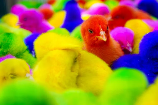 Pollitos de color fotos de stock, imágenes de Pollitos de color sin ...