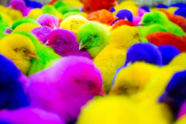 Pollitos de color fotos de stock, imágenes de Pollitos de color sin ...