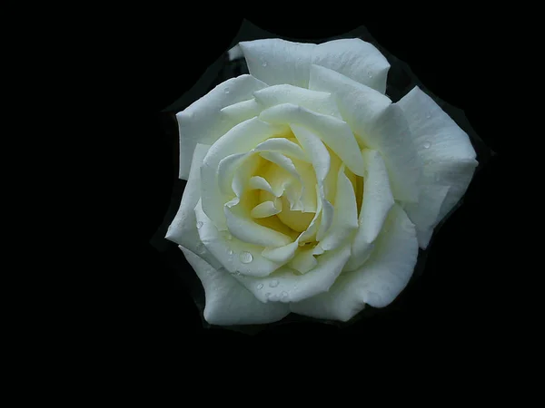 White roses black background Stock Photos, Royalty Free White roses ...