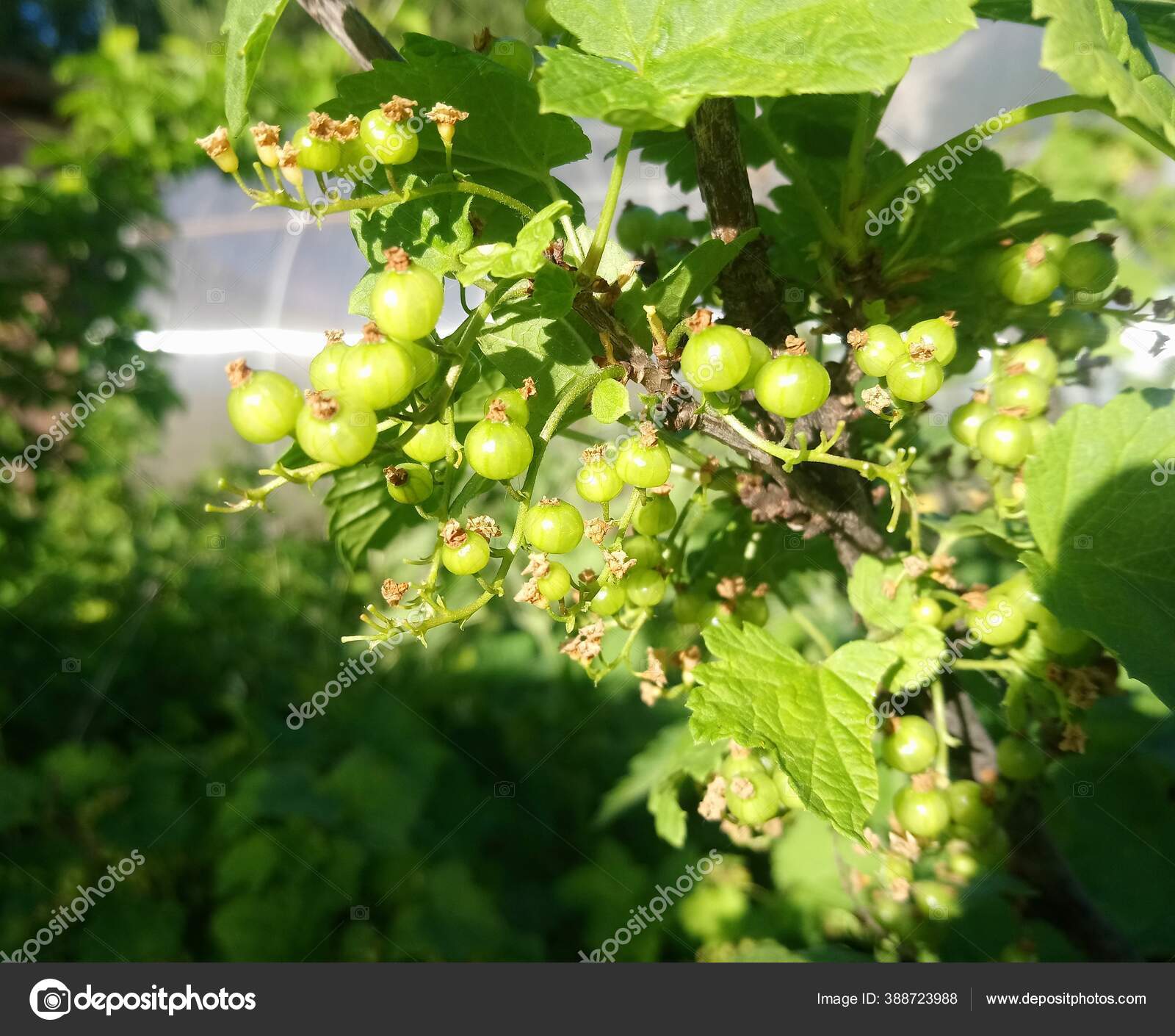 Green Currant Bush Grows Garden Bed — Stock Photo © Ikra765@yandex.ru ...