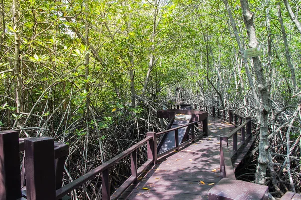 Mangrove forest geoforest park Stock Photos, Royalty Free Mangrove ...