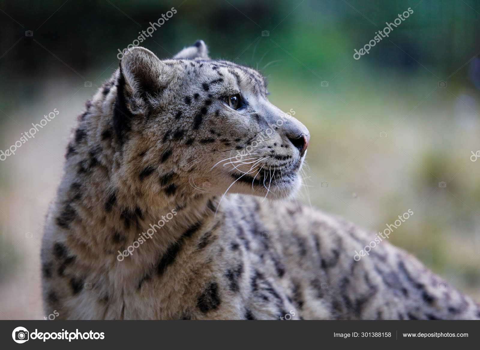 Leopard Profile