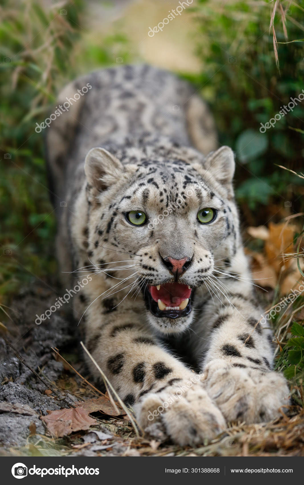 Growling Snow Leopard