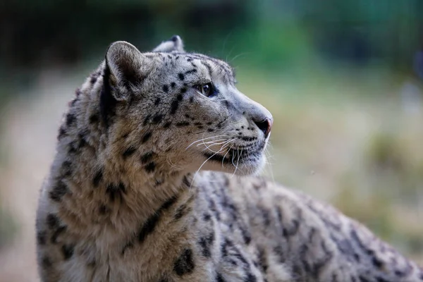 Snow leopard profile Stock Photos, Royalty Free Snow leopard profile ...