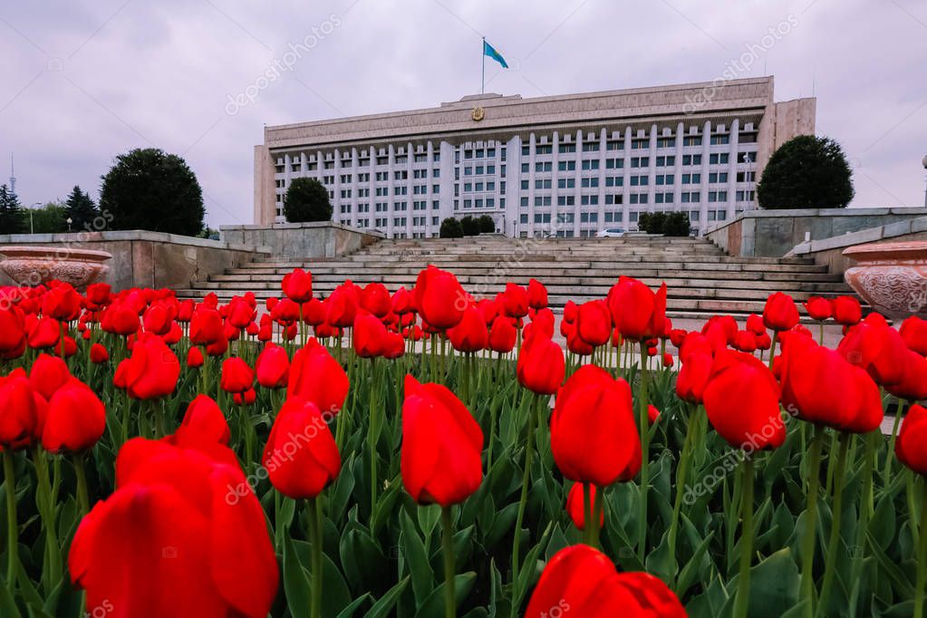 Macizo de flores con tulipanes en el fondo de la ciudad akimat en la ...