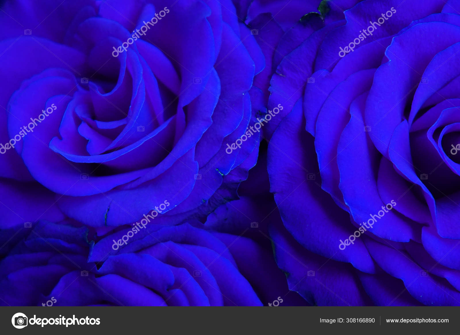Beautiful blue roses closeup background. Stock Photo by ©vlyubov 308166890