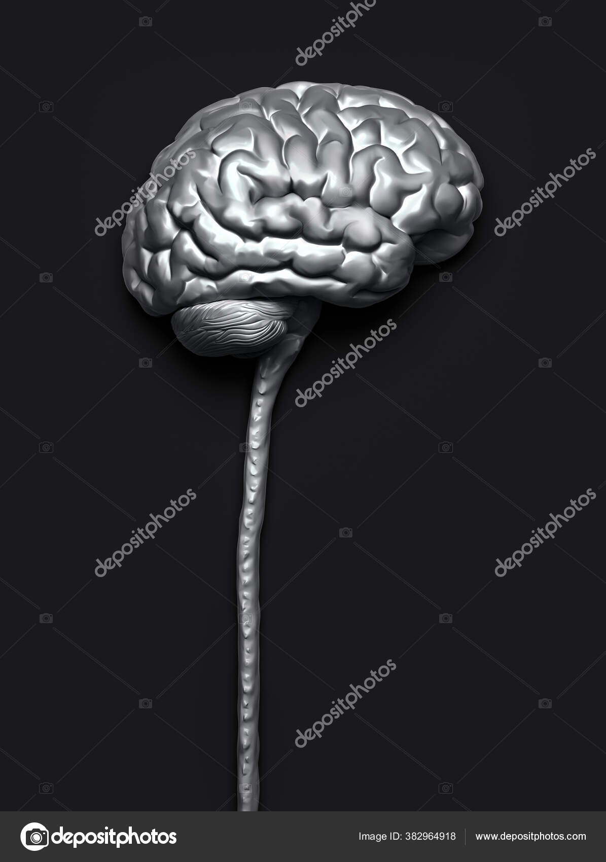 Keskushermosto Aivot Selkäydin Leikkausreitillä Mukana Käsitteellinen ...