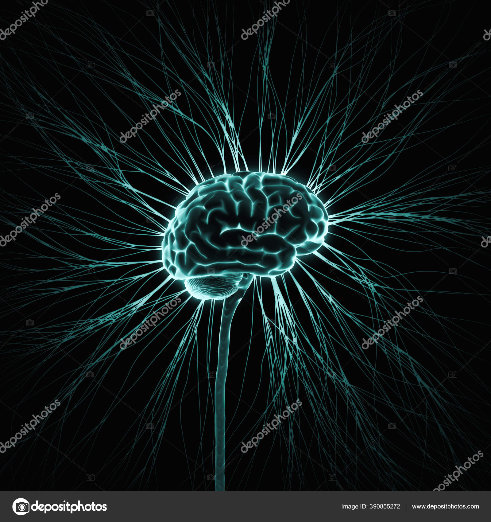 Sistema Nervioso Central Cerebro Médula Espinal Con Rama Saliendo ...