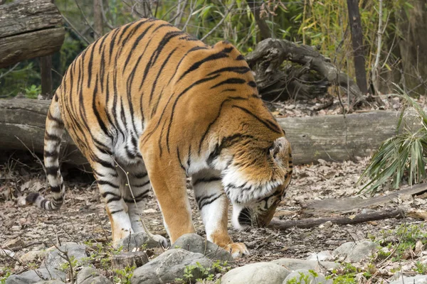 Tiger feces Stock Photos, Royalty Free Tiger feces Images | Depositphotos