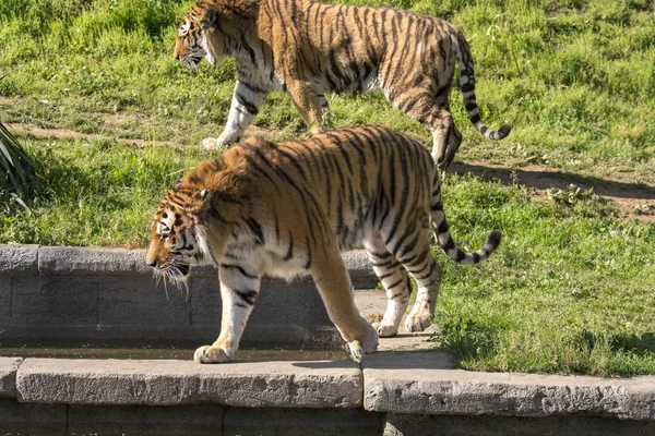 Tigers Mating Hard