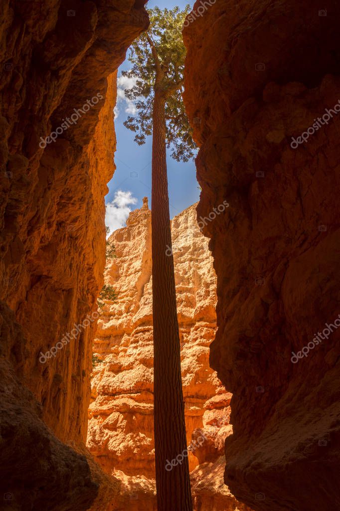 paisaje navajo loop trail bryce ca n en los estados unidos de Am rica 2024