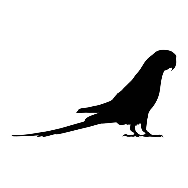 Image vectorielle Flying Macaw Bird Arini Sur Une Silhouette Vue Côté ...