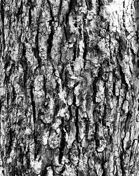 Tree ash tree texture Stock Photos, Royalty Free Tree ash tree texture ...