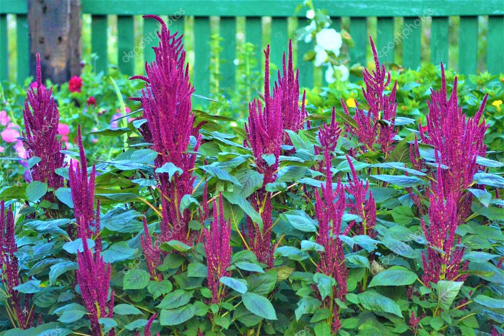 Amaranto sangre.Amaranthus cruentus es una especie de planta con flores ...