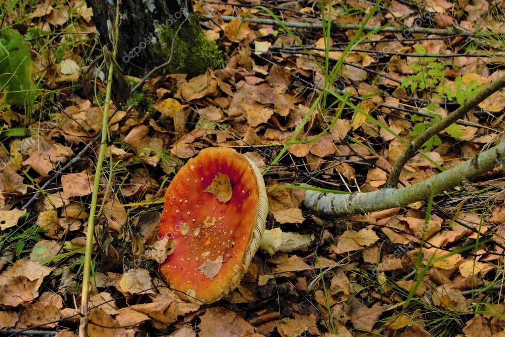 hongos rojo hermoso hongo se encuentra solo en el bosque entre el fondo ...