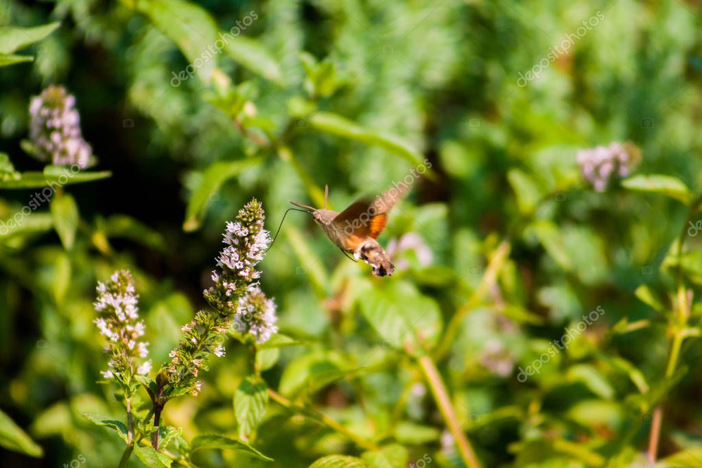 El colibrí halcón-polilla Macroglossum stellatarum, colibrí europeo ...