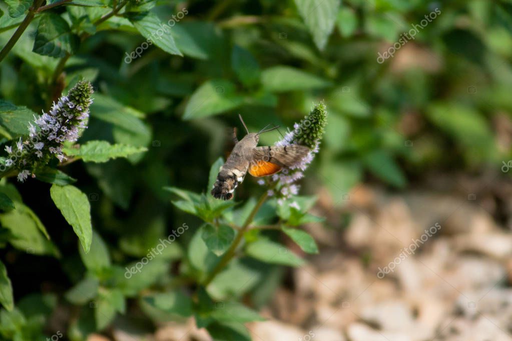 El colibrí halcón-polilla Macroglossum stellatarum, colibrí europeo ...