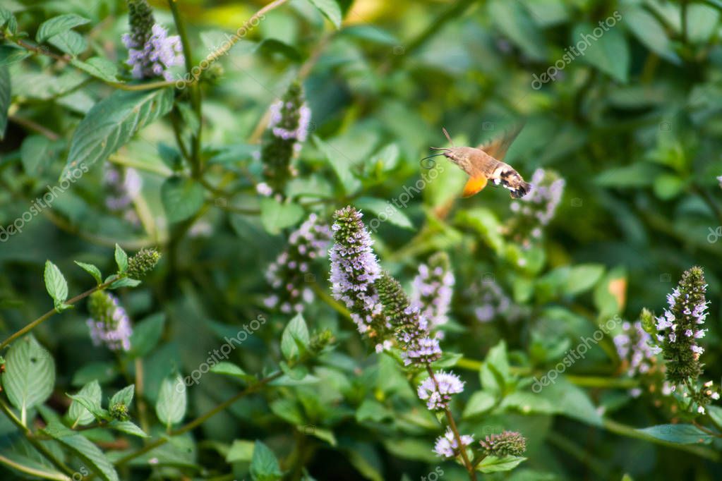 El colibrí halcón-polilla Macroglossum stellatarum, colibrí europeo ...