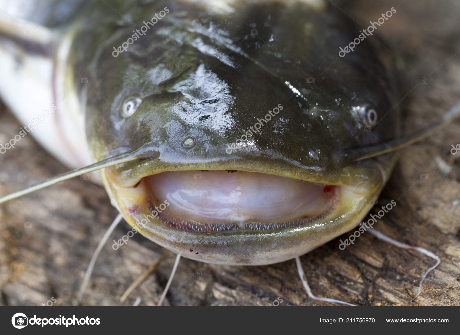 Wels Catfish Silurus Glanis Detail — Stock Photo © Cajano #211756970