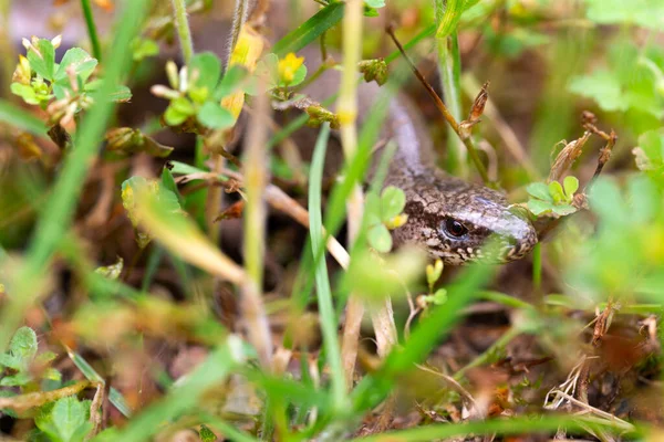 Creeping vole Stock Photos, Royalty Free Creeping vole Images ...