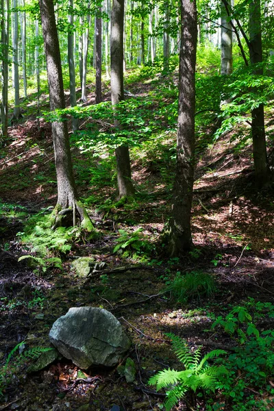 Beautiful clean Landscape in the Rychlebske Mountains, Northern Moravia ...