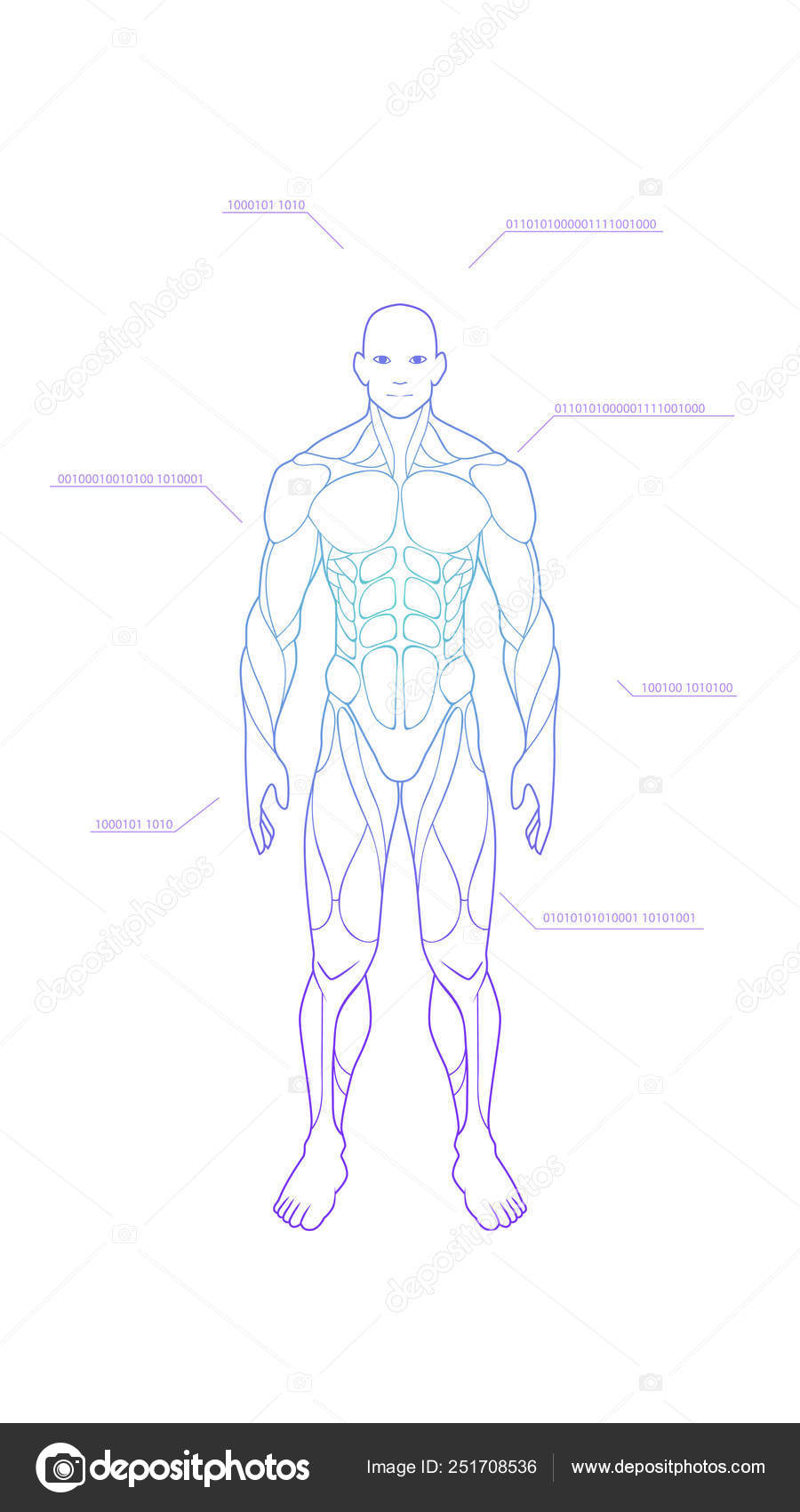 Contour Shape Human Body Anatomy Neon Hologram Projected Isolated White ...