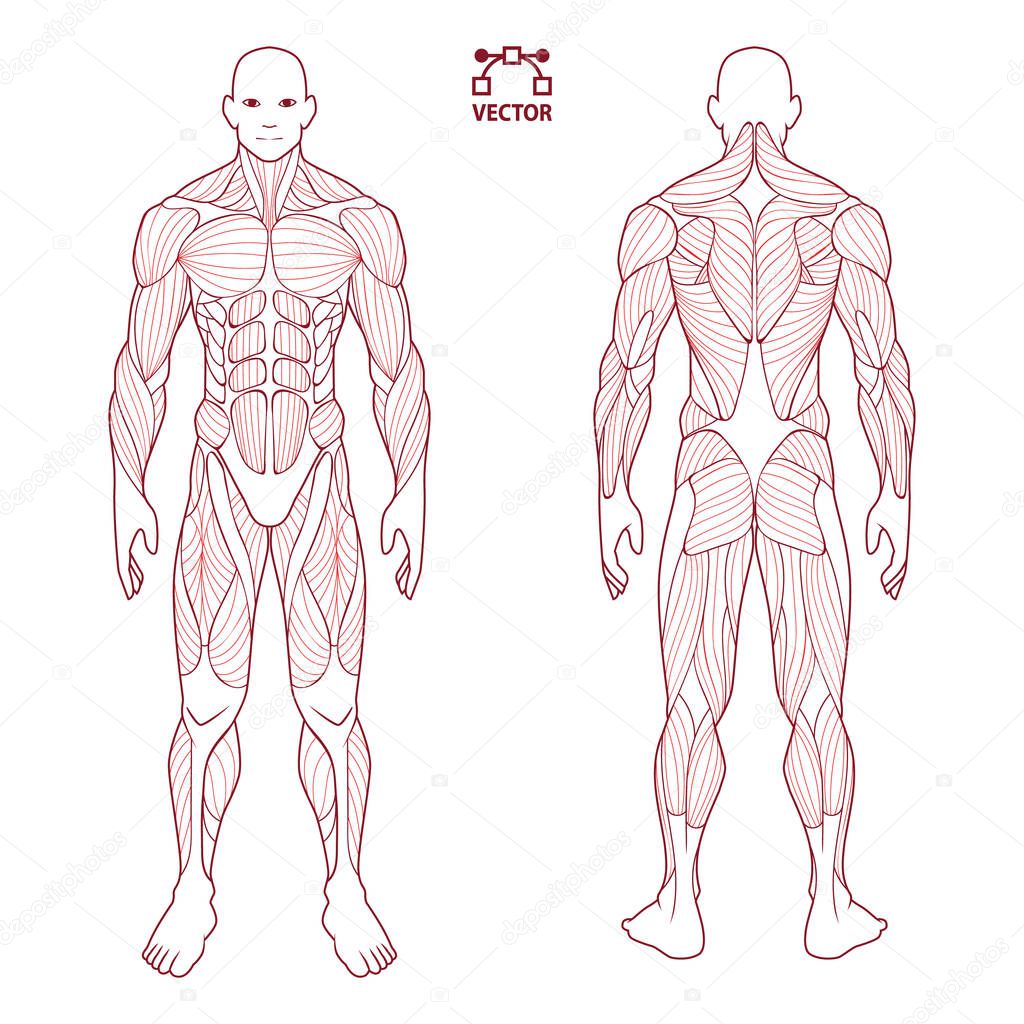 anatom a del cuerpo humano hombre masculino, frente y espalda sistema muscular de los m sculos ...