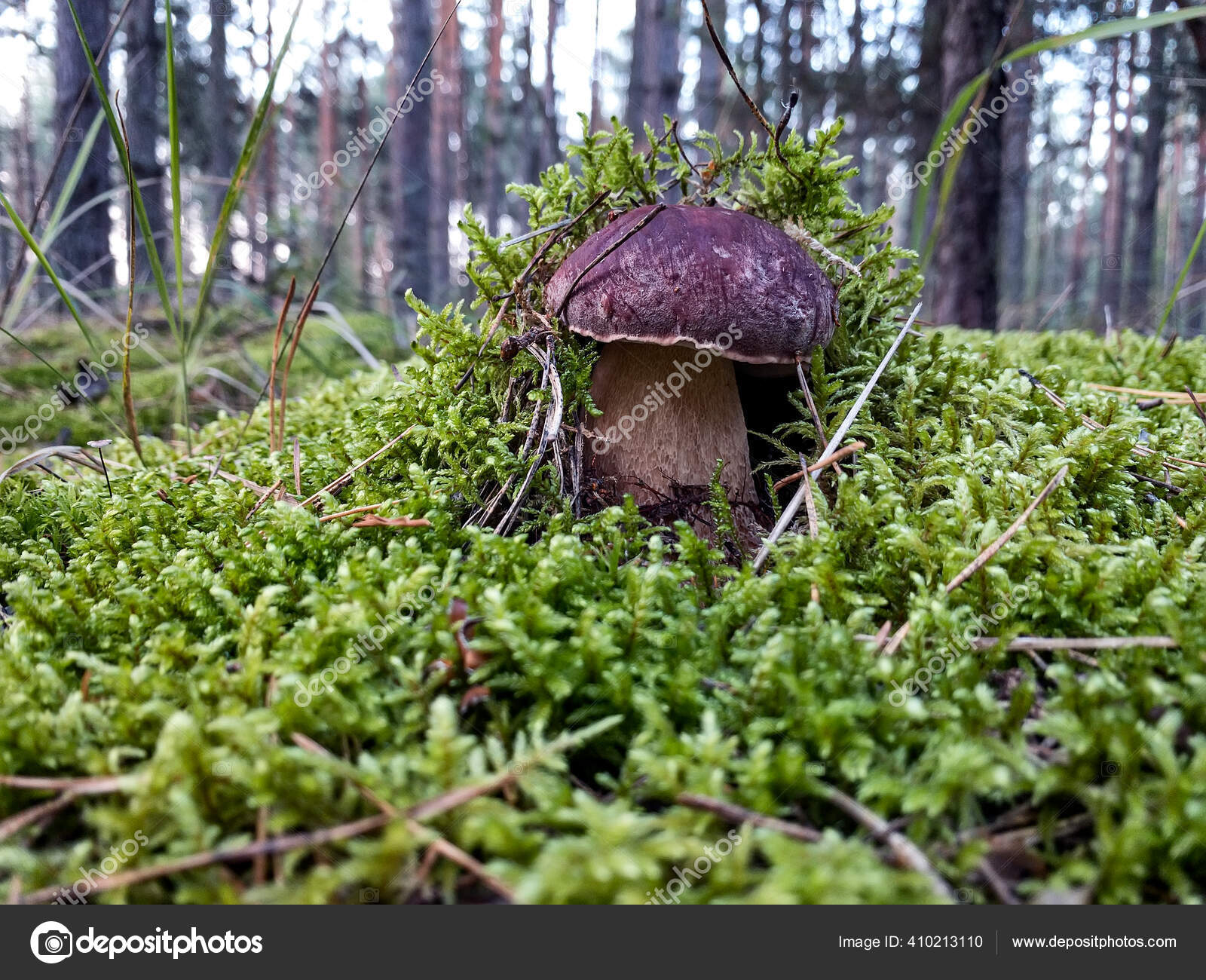White Mushroom Butyriboletus Regius Boletus Regius Grow Forest High ...