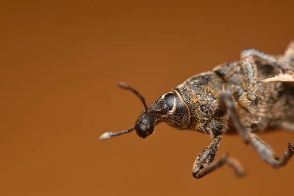 Carnivore insects Stock Photos, Royalty Free Carnivore insects Images ...