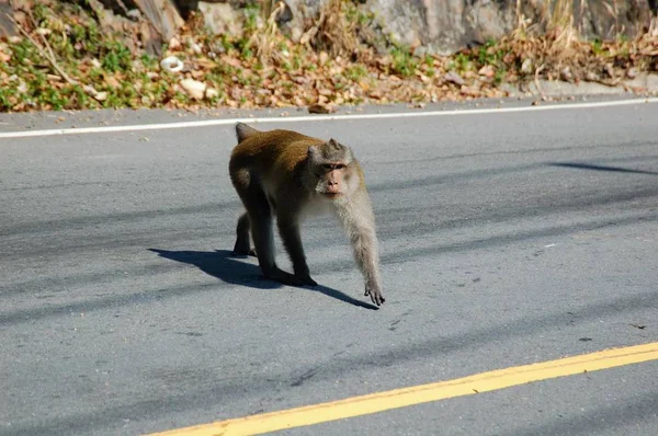 Monkey on the road Stock Photos, Royalty Free Monkey on the road Images ...