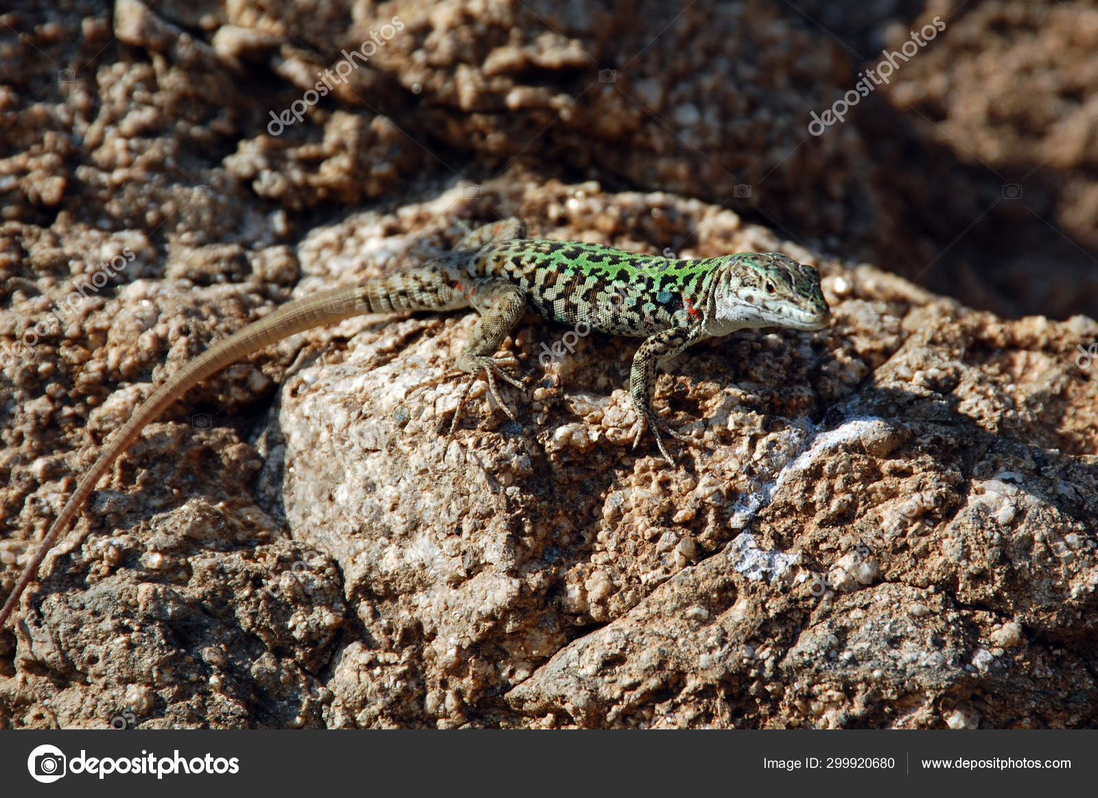 Lizard Sitting Brown Stone Enjoying Morning Sun Wildlife Italy — Stock ...
