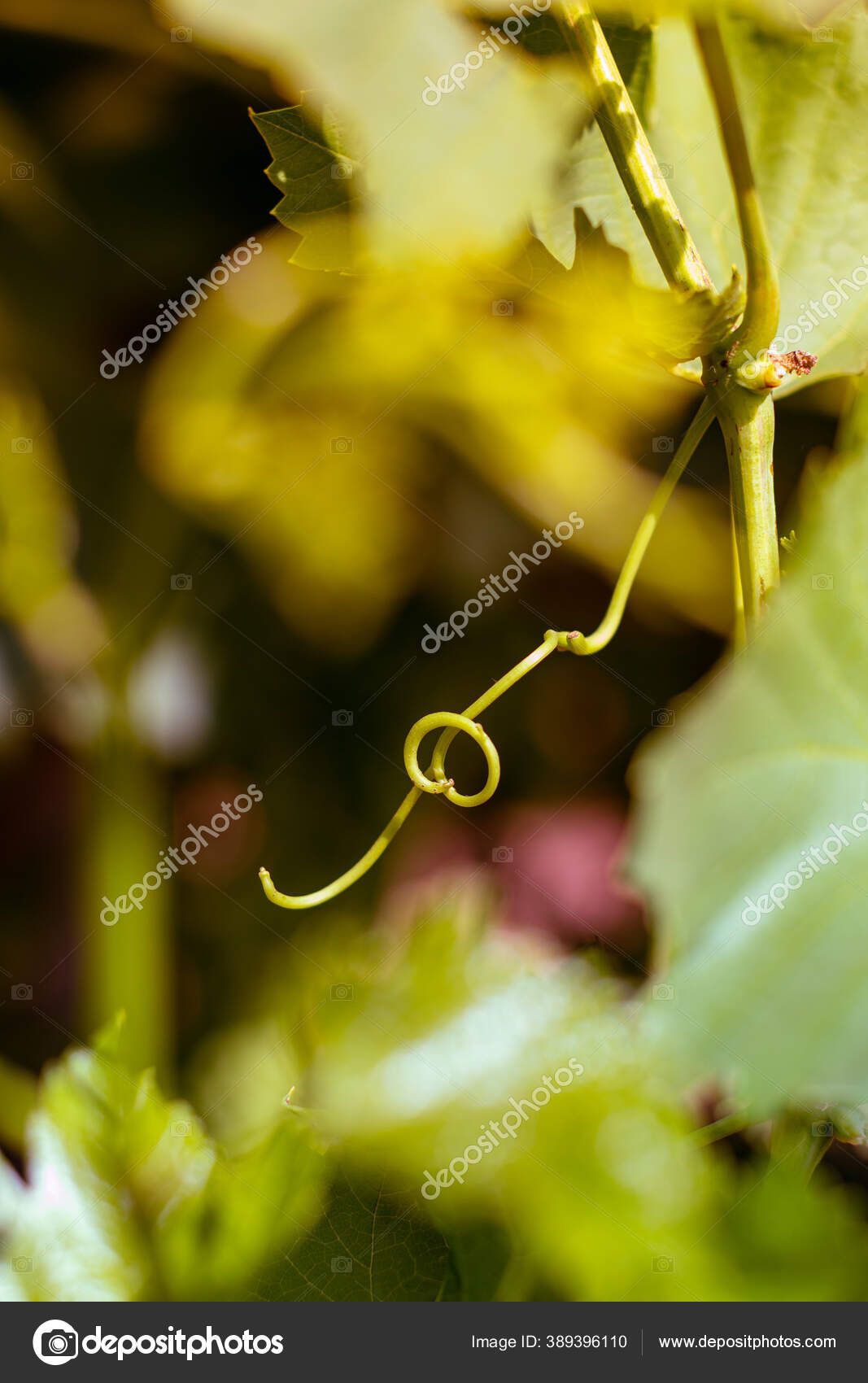 First Buds Leaves Vine Spring Field — Stock Photo © argentalico #389396110