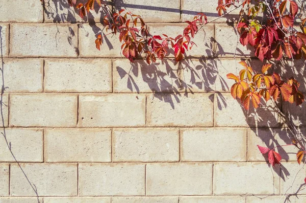 Red creeper on a fence (background for design) - Stock Image - Everypixel