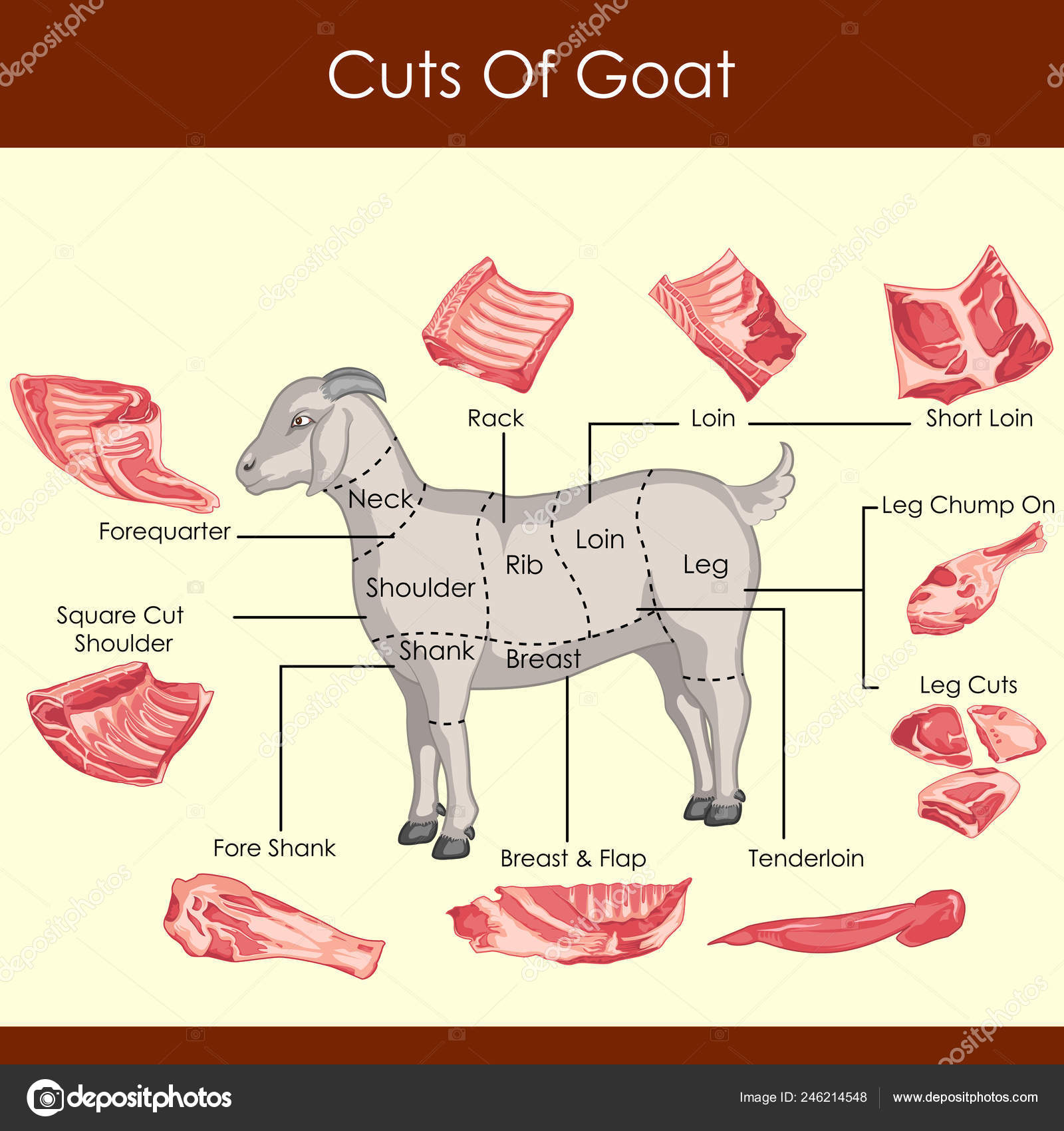 Ilustración vectorial de diferentes cortes de cabra Vector de stock ...