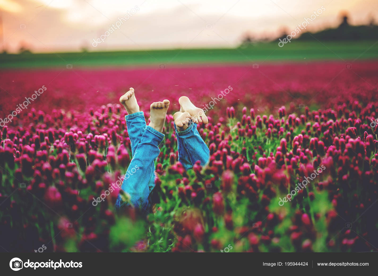 Red Clover Field