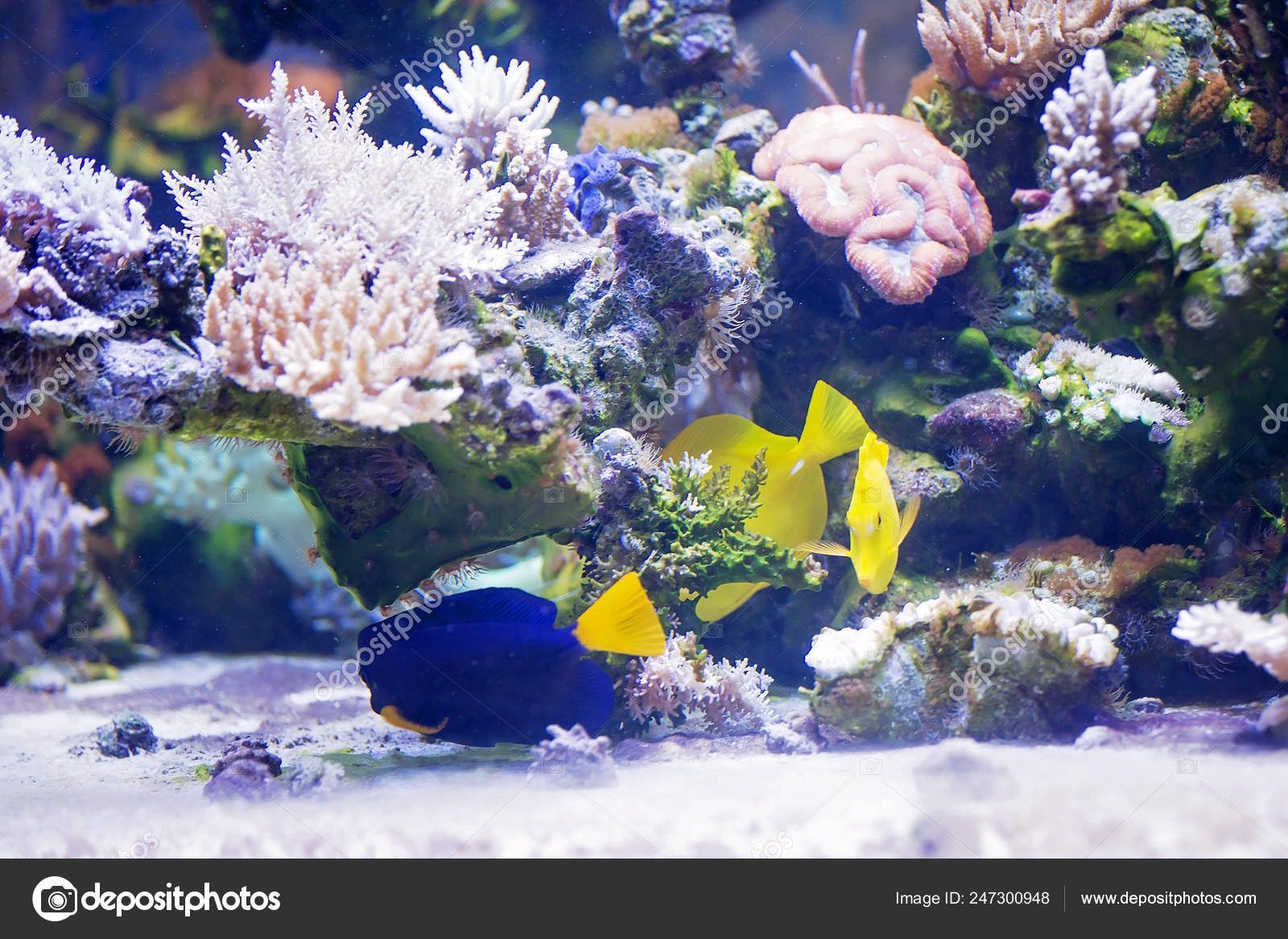 Pequeño Niño Preescolar Observando Pecera Acuario Con Coloridos Peces ...