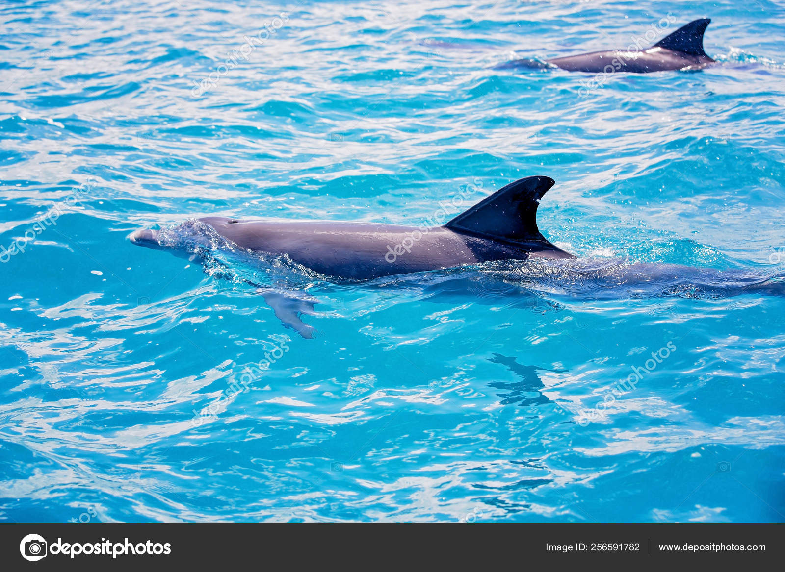 Flipper dolphins in the open ocean — Stock Photo © t.tomsickova #256591782