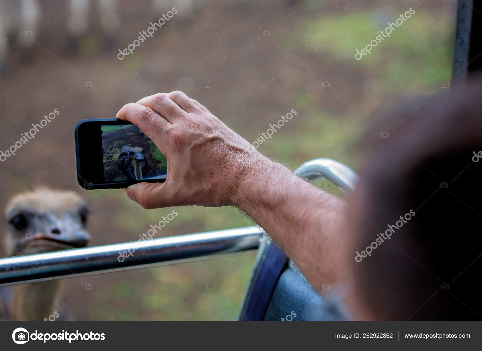 Man, taking pitcure with phone of herd of zebras and ostrich in Stock ...