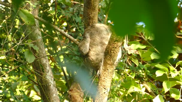 67 Drie toed luiaard Videos, Royalty-free Stock Drie toed luiaard ...