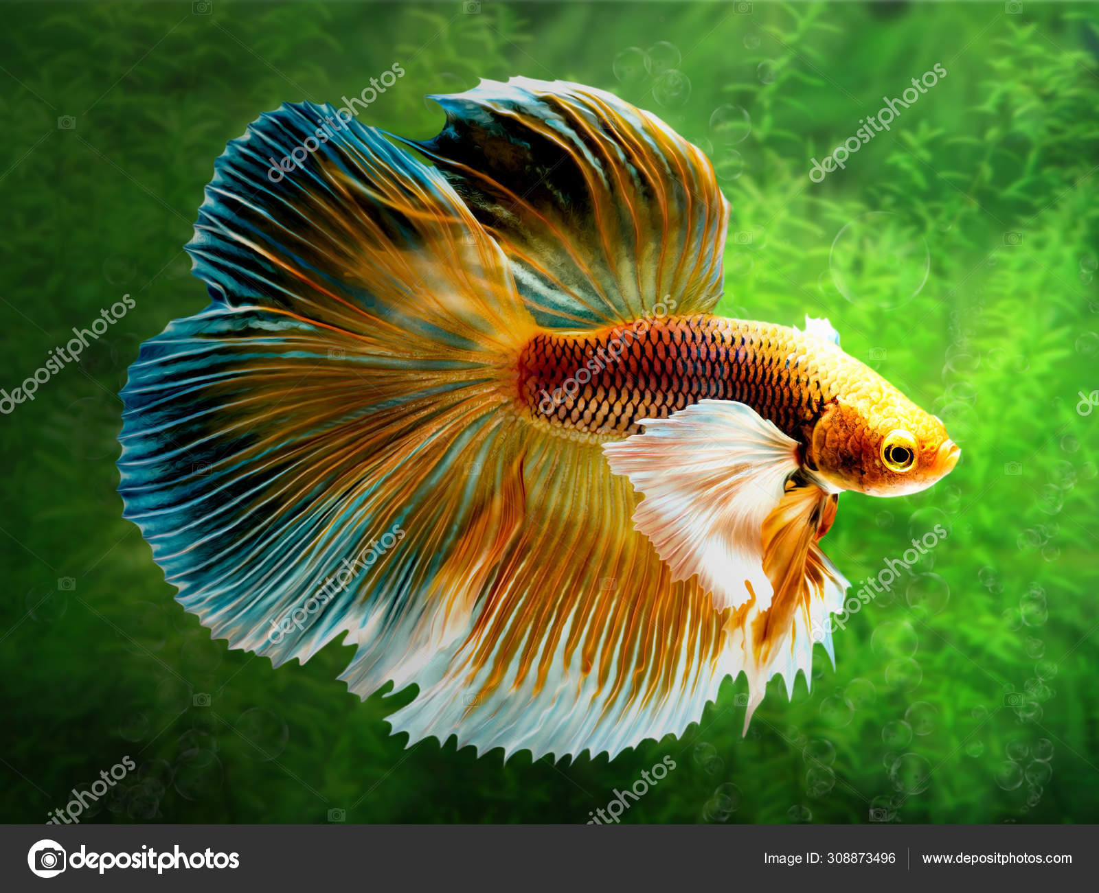 The Betta Siamese fighting fish, Betta splendens Pla-kad ( bitin ...
