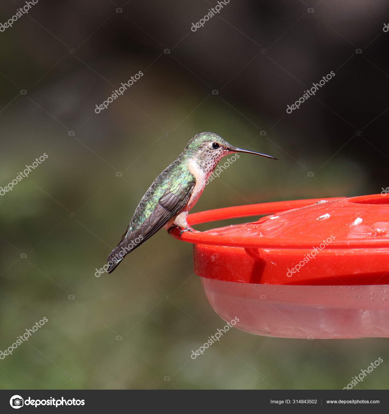 Broad Tailed Hummingbird Female Selasphorus Platycercus Stock Photo by ...