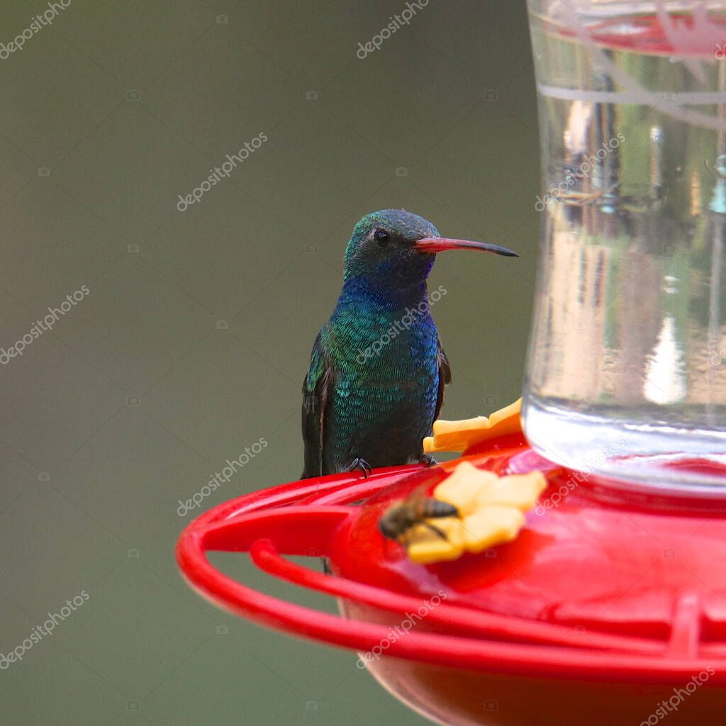 Colibrí de pico ancho (macho) (cynanthus latirostris) 2022